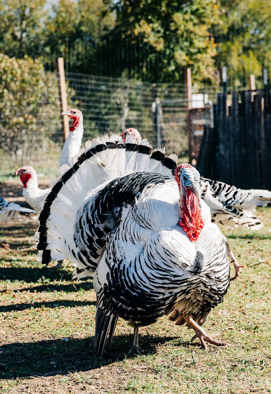 Adopt a Turkey & Gobble Up Kindness This Thanksgiving 5 Best