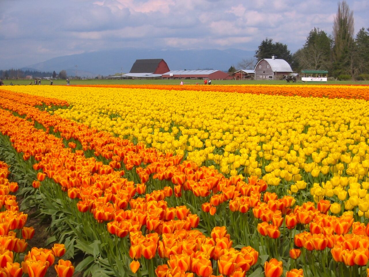 Tulip Travels 5 Best Locales Where to See Fields in Full...